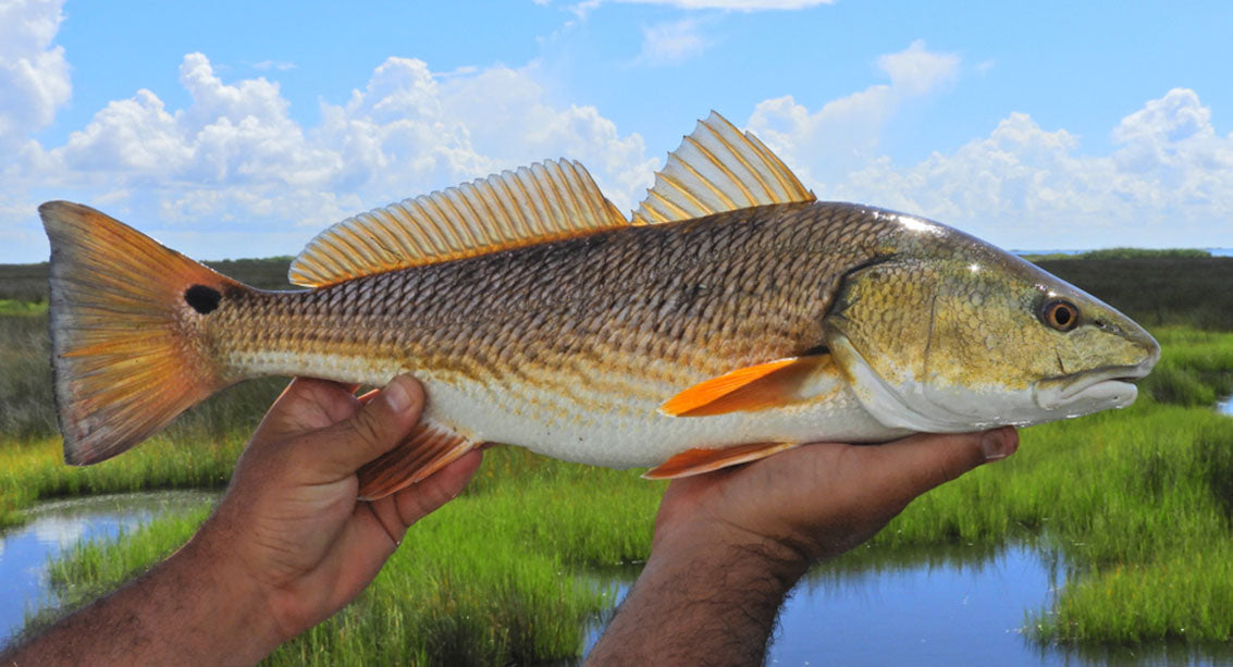 The Best Bait for Redfish: Where, When and How to Hook Redfish