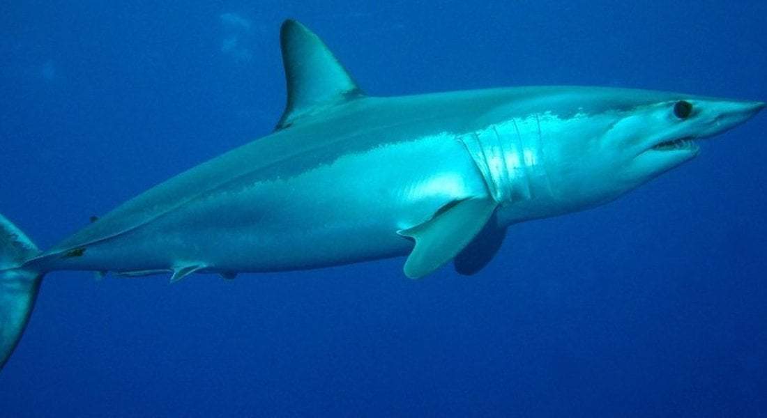 Deep Sea Fishing for Sharks — Tips, Techniques & Gear