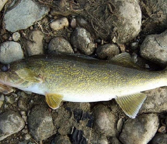 Early Spring Walleye Fishing Tips & Techniques
